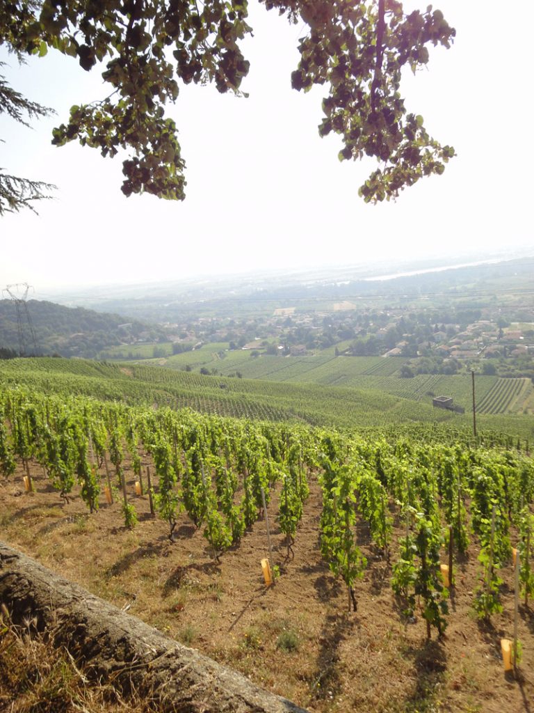 Cornas | Vins Jean-Luc Colombo